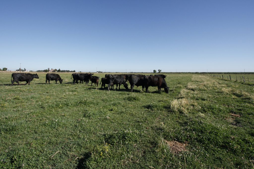 A tour of California cattle country - CAB Cattle