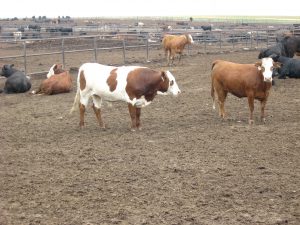 A commodity - CAB Cattle