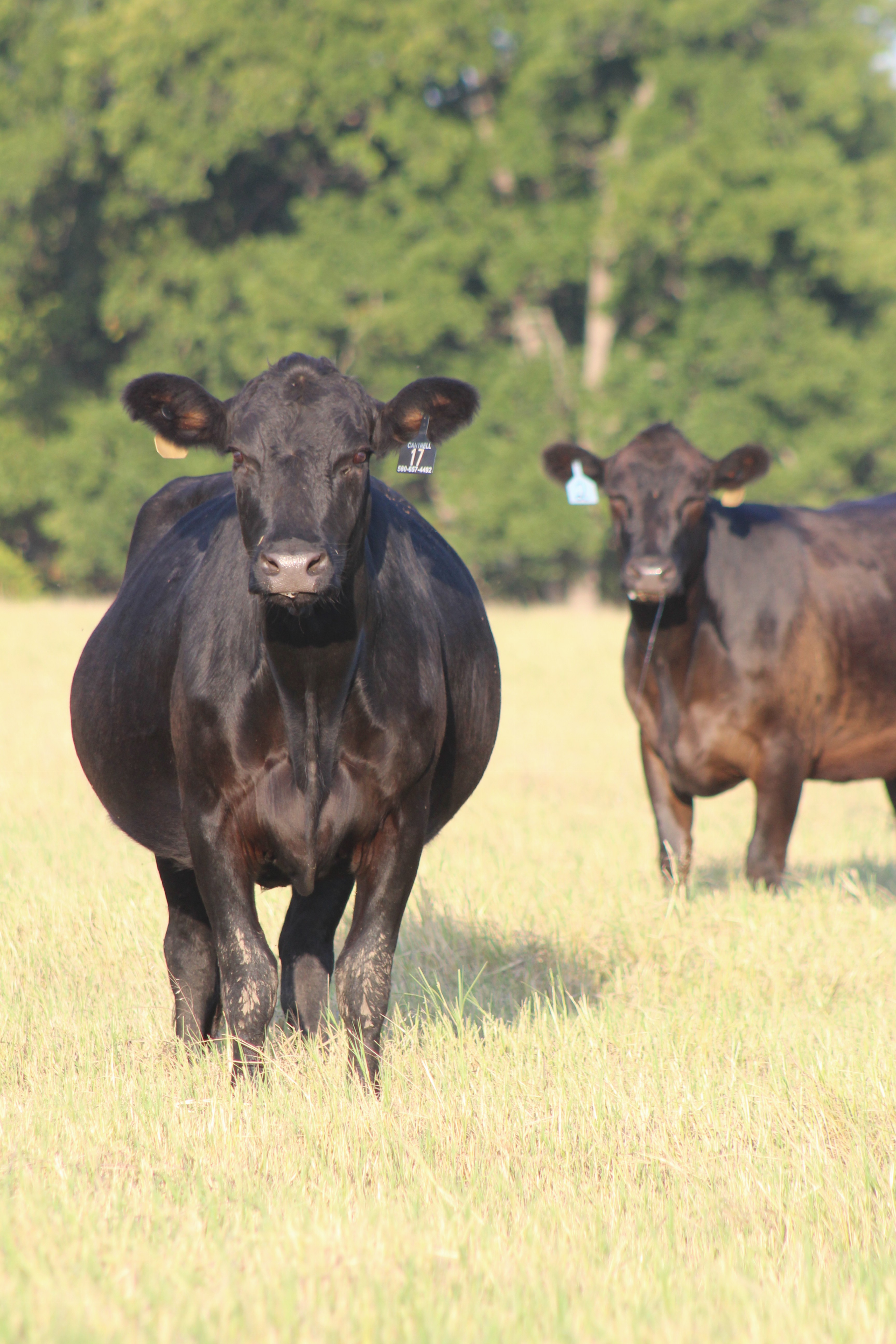 Following the Calves: Quality in the details - CAB Cattle