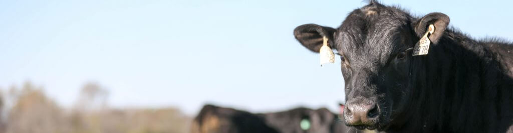 Faqs Cab Cattle
