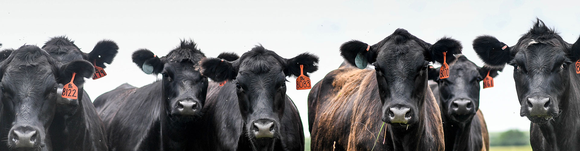 Relationship between carcass merit and maternal traits in beef cattle ...