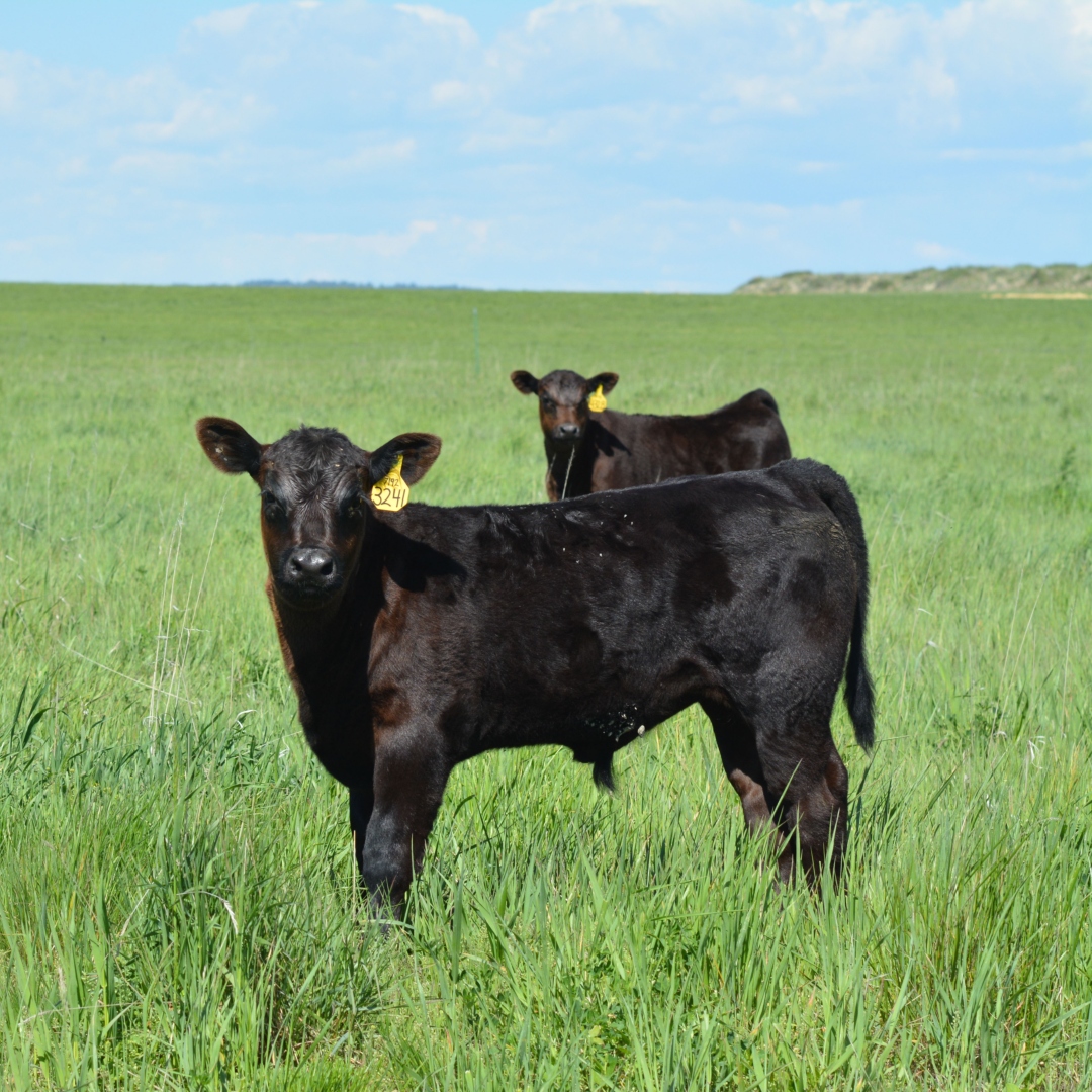 Research - CAB Cattle