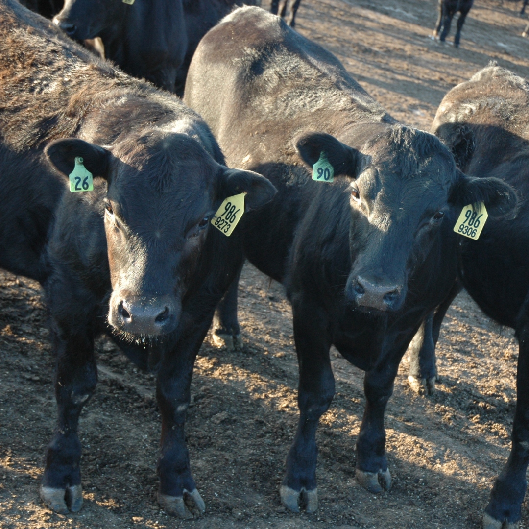 Research - CAB Cattle