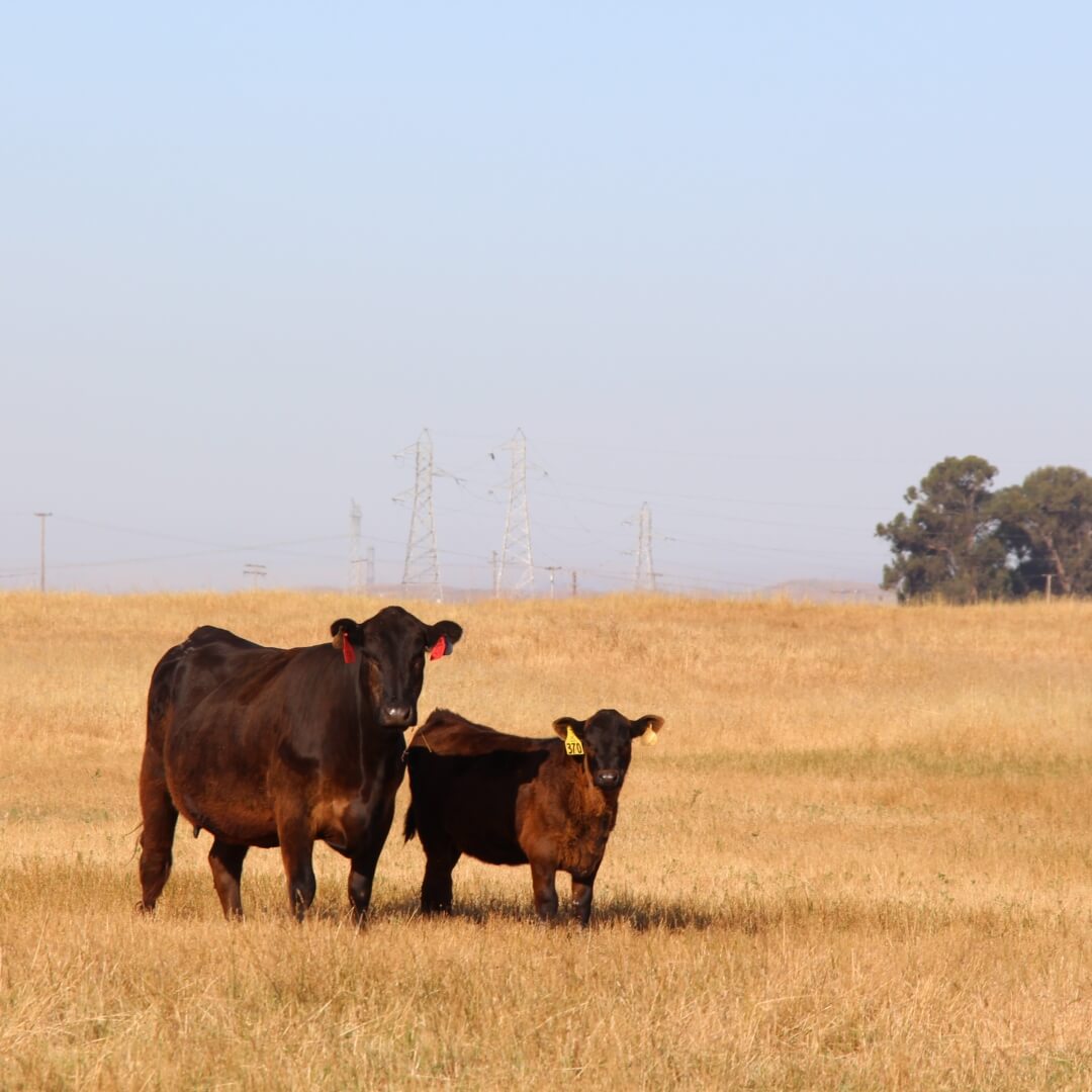 Research - CAB Cattle